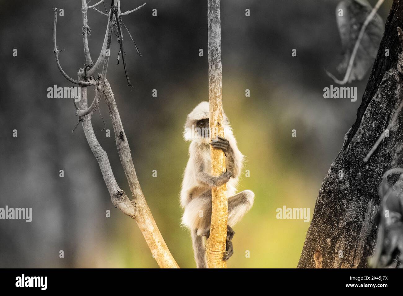 Baby of Malabar Sacred Langur or Black Footed Langur, Semnopithecus ...