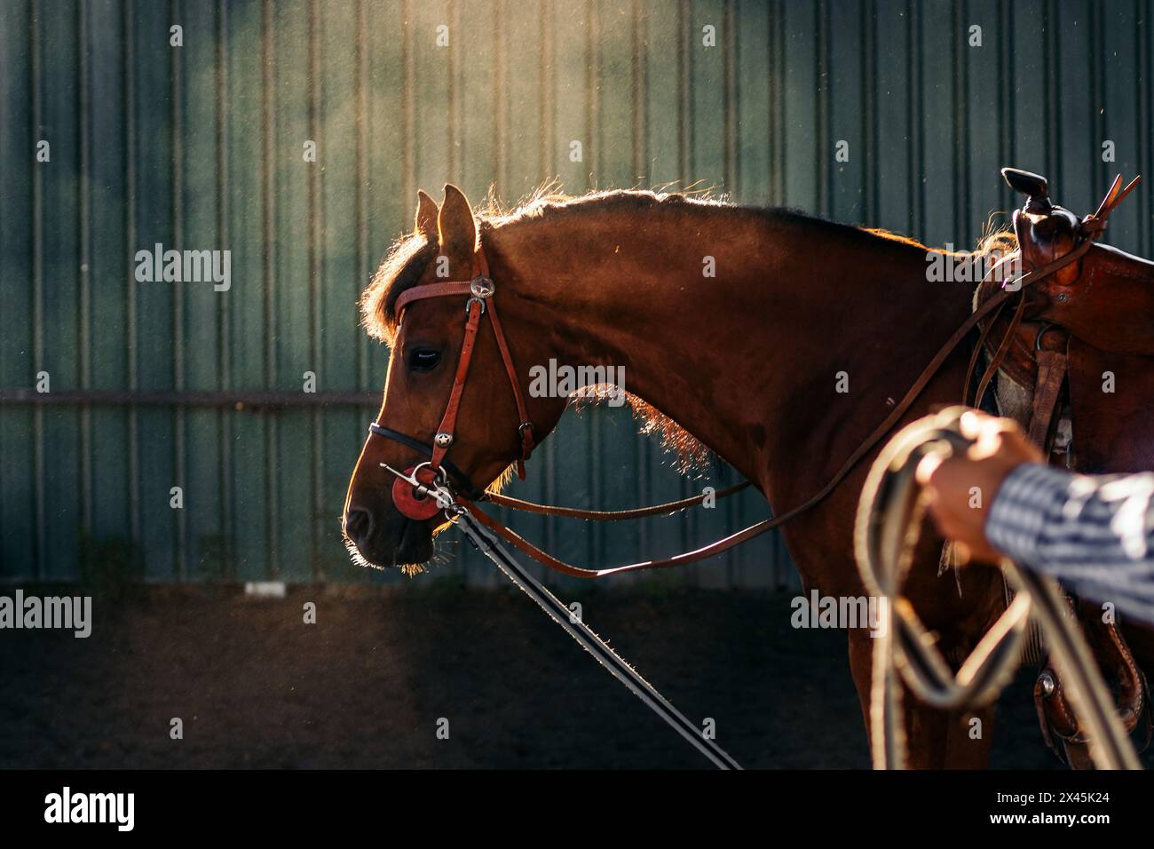 Brown horse galloping in an equestrian center. His owner is training ...