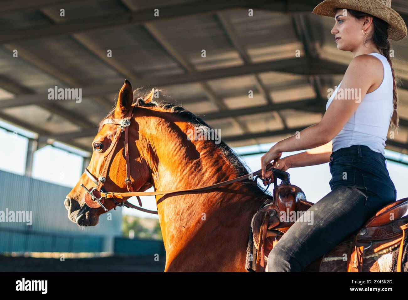 Brown horse running in an equestrian center. His owner is training him ...