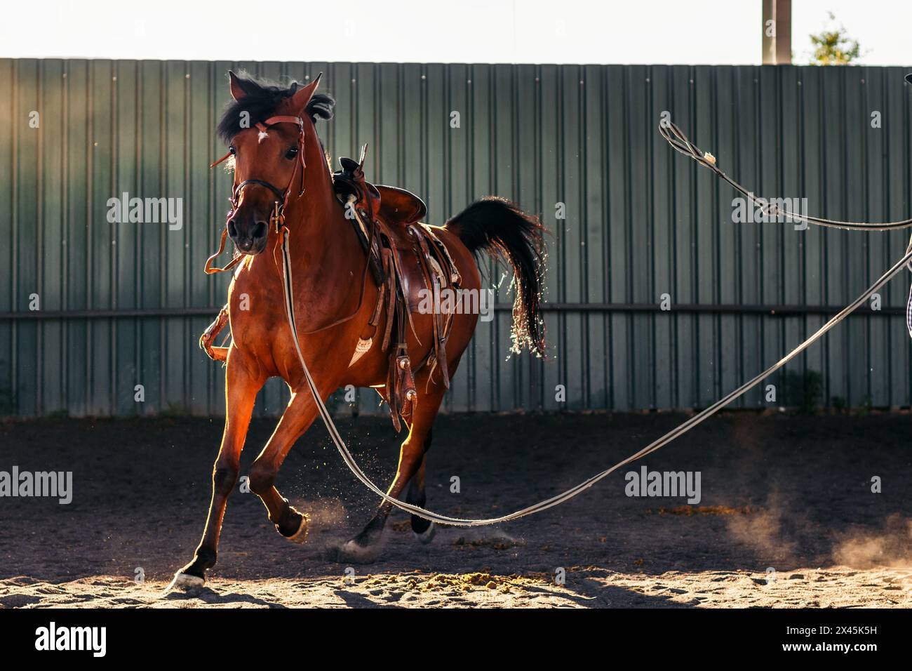 Brown horse galloping in an equestrian center. His owner is training ...