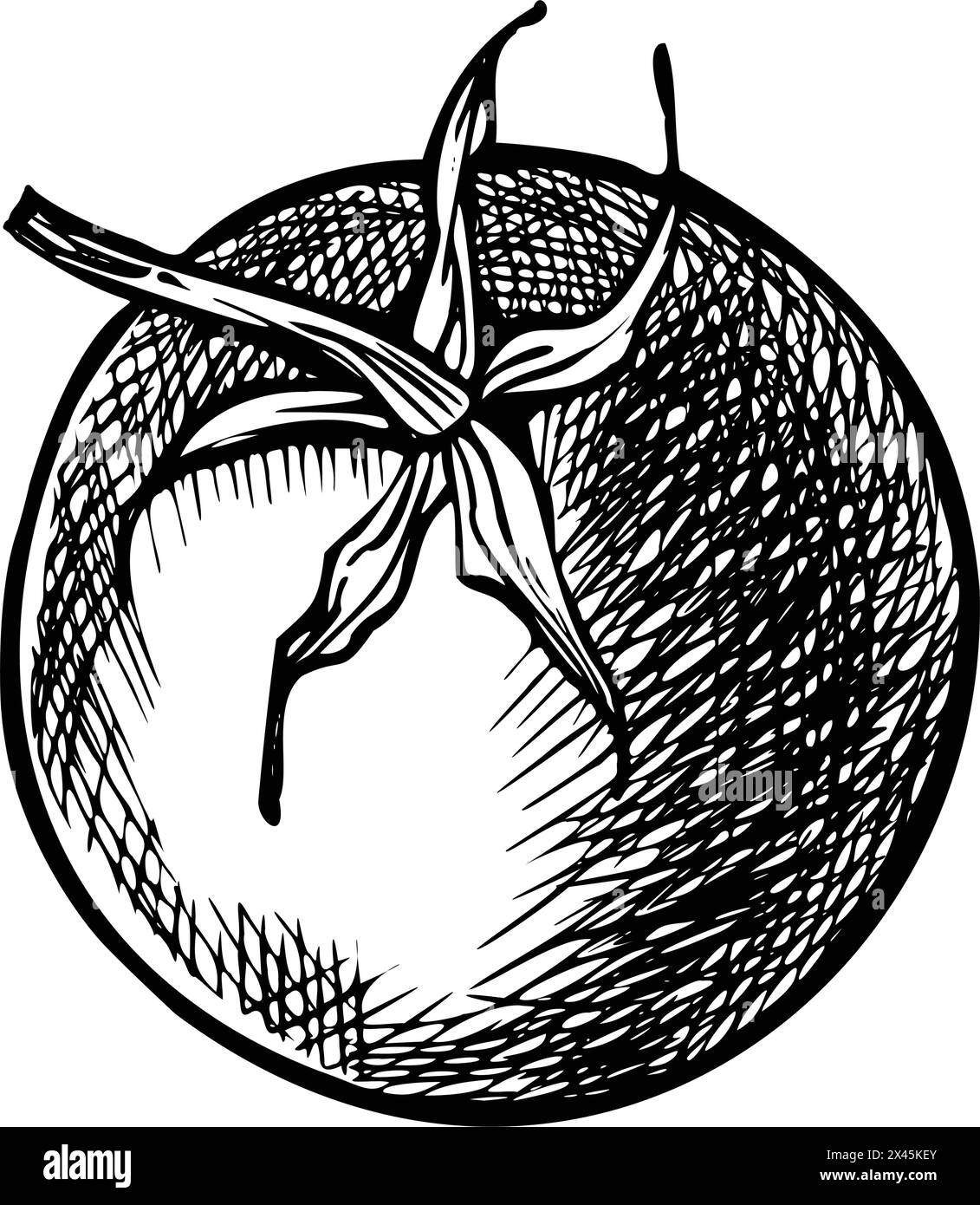 Tomato Cherry vector illustration. Drawing of vegetarian vegetable ...