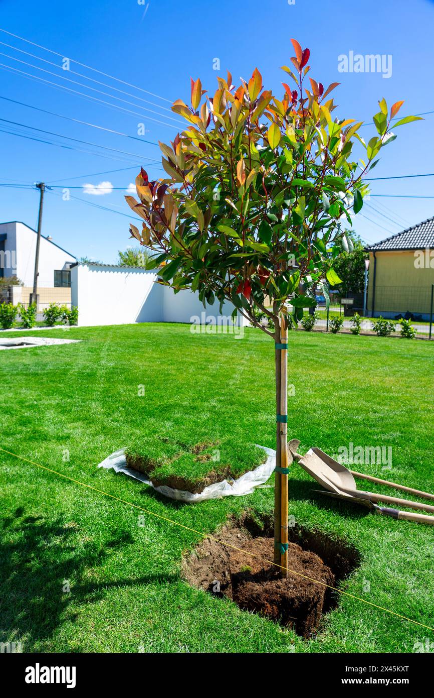 man planting a Photinia fraseri red robin tree in his garden gardening ...