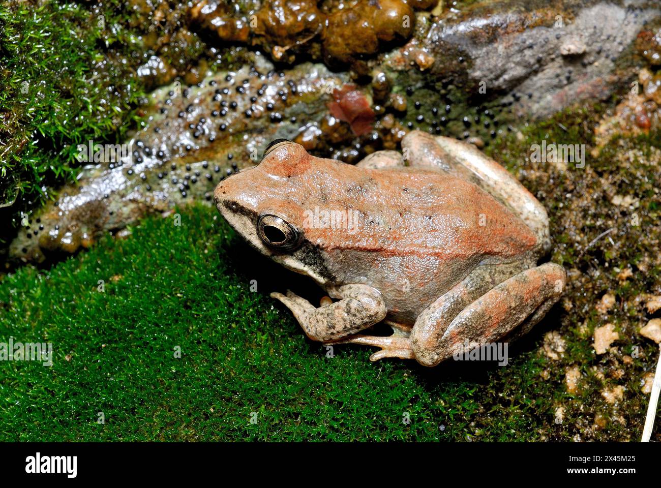 Fauna pirenaica hi-res stock photography and images - Alamy