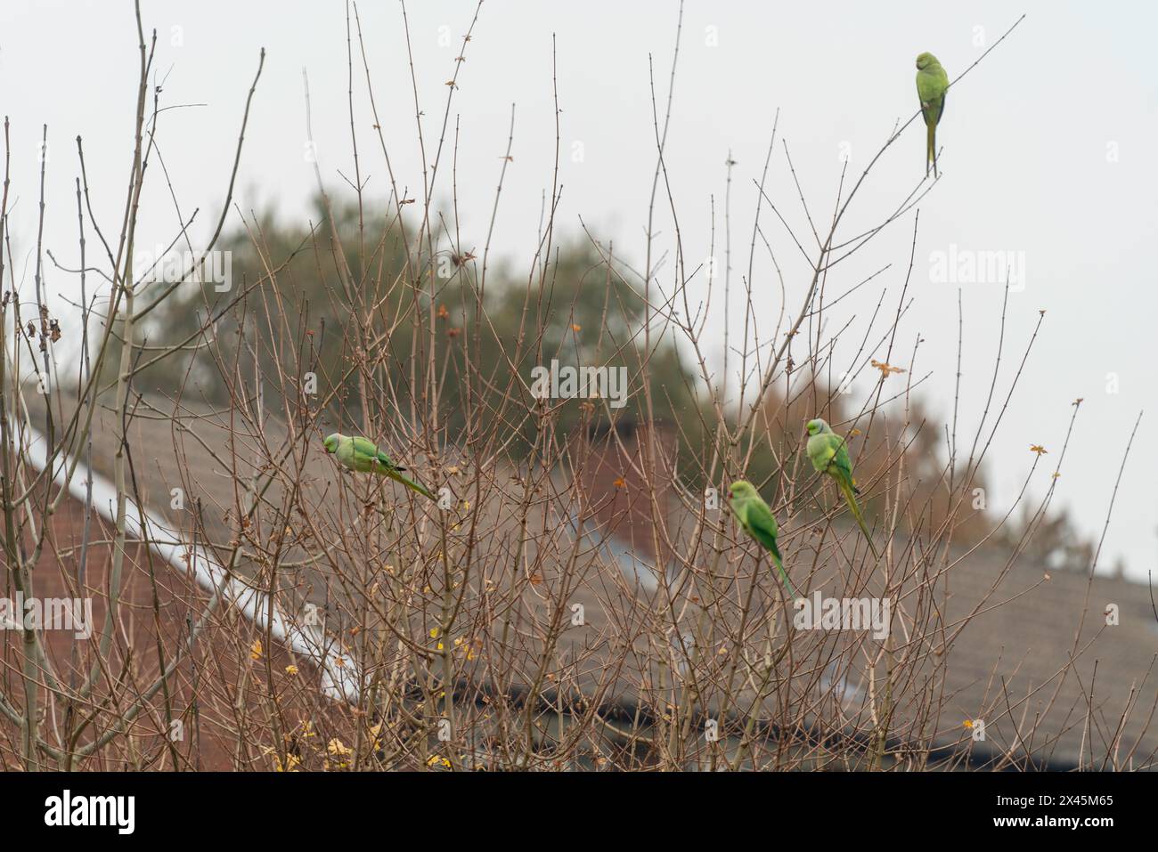 Parakeet animal hi-res stock photography and images - Alamy