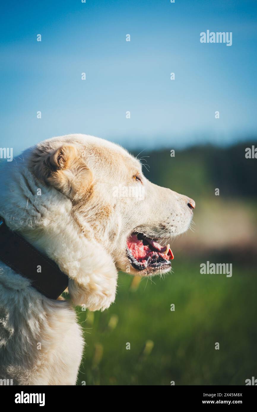 Central Asian Ovcharka (Alabai Stock Photo - Alamy