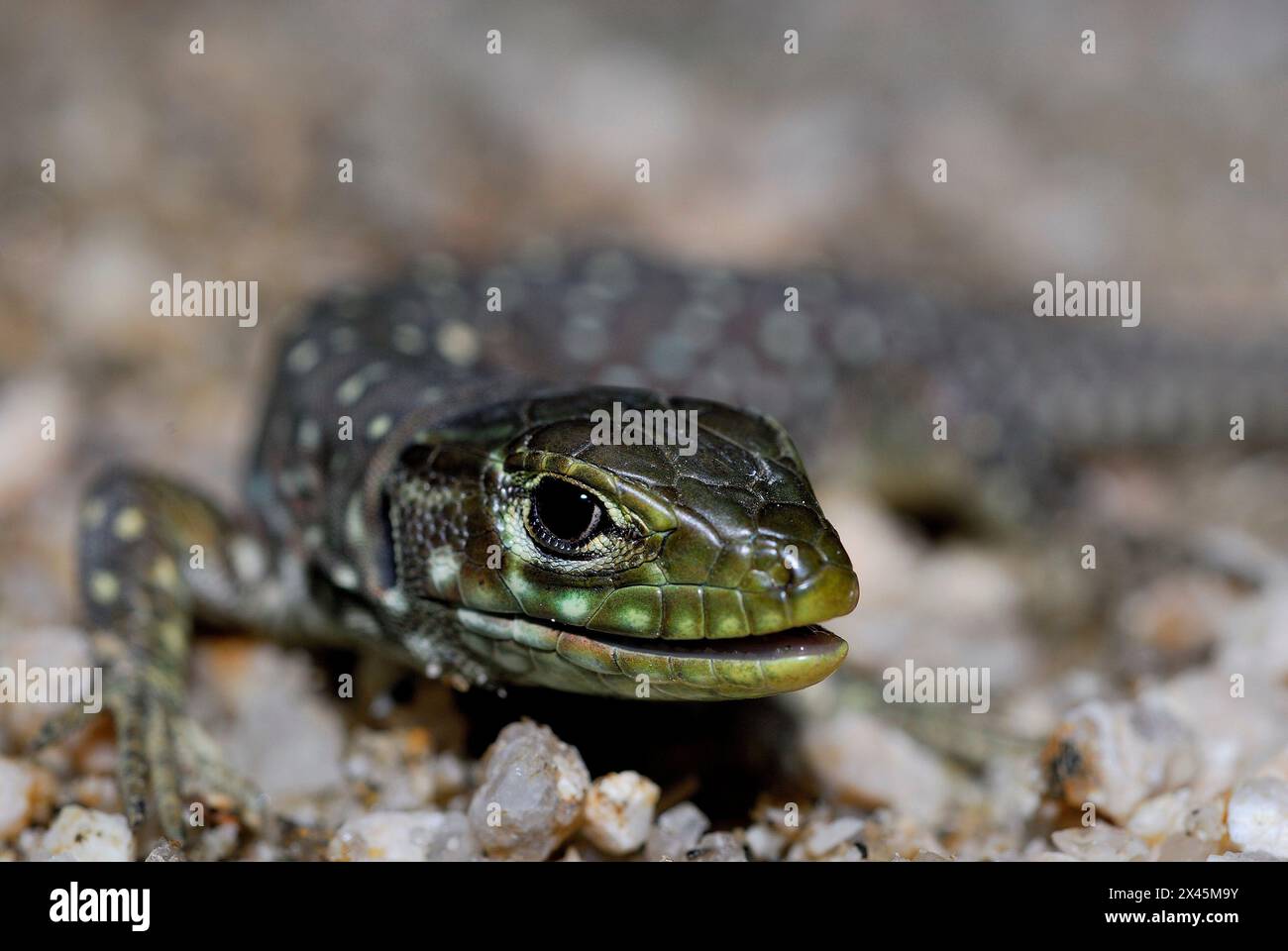 Fauna herpeto hi-res stock photography and images - Alamy