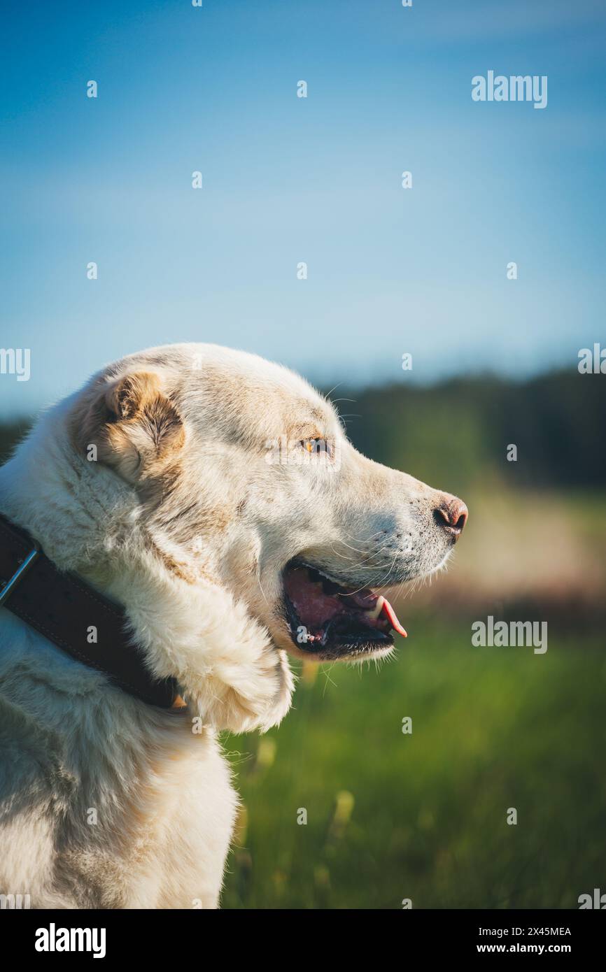 Central Asian Ovcharka (Alabai Stock Photo - Alamy