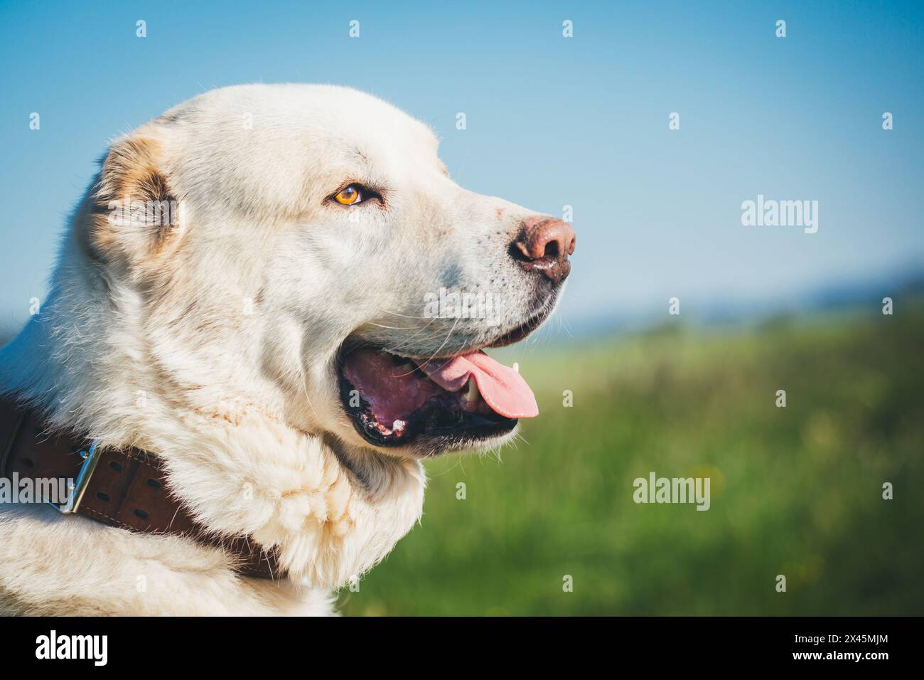 Lupus asian hi-res stock photography and images - Alamy