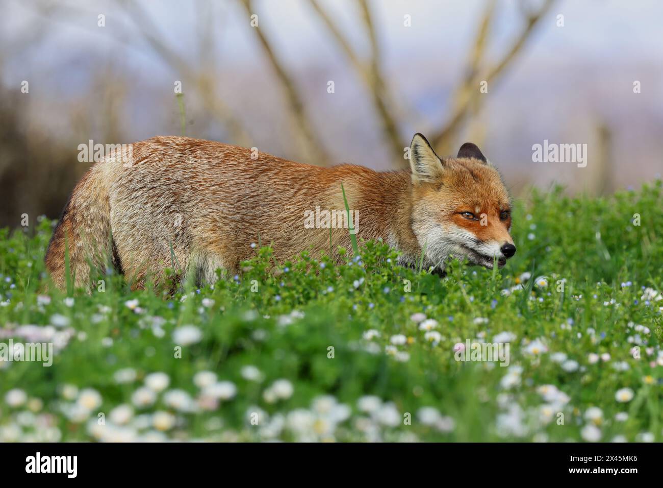 Red fox in spring Stock Photo - Alamy