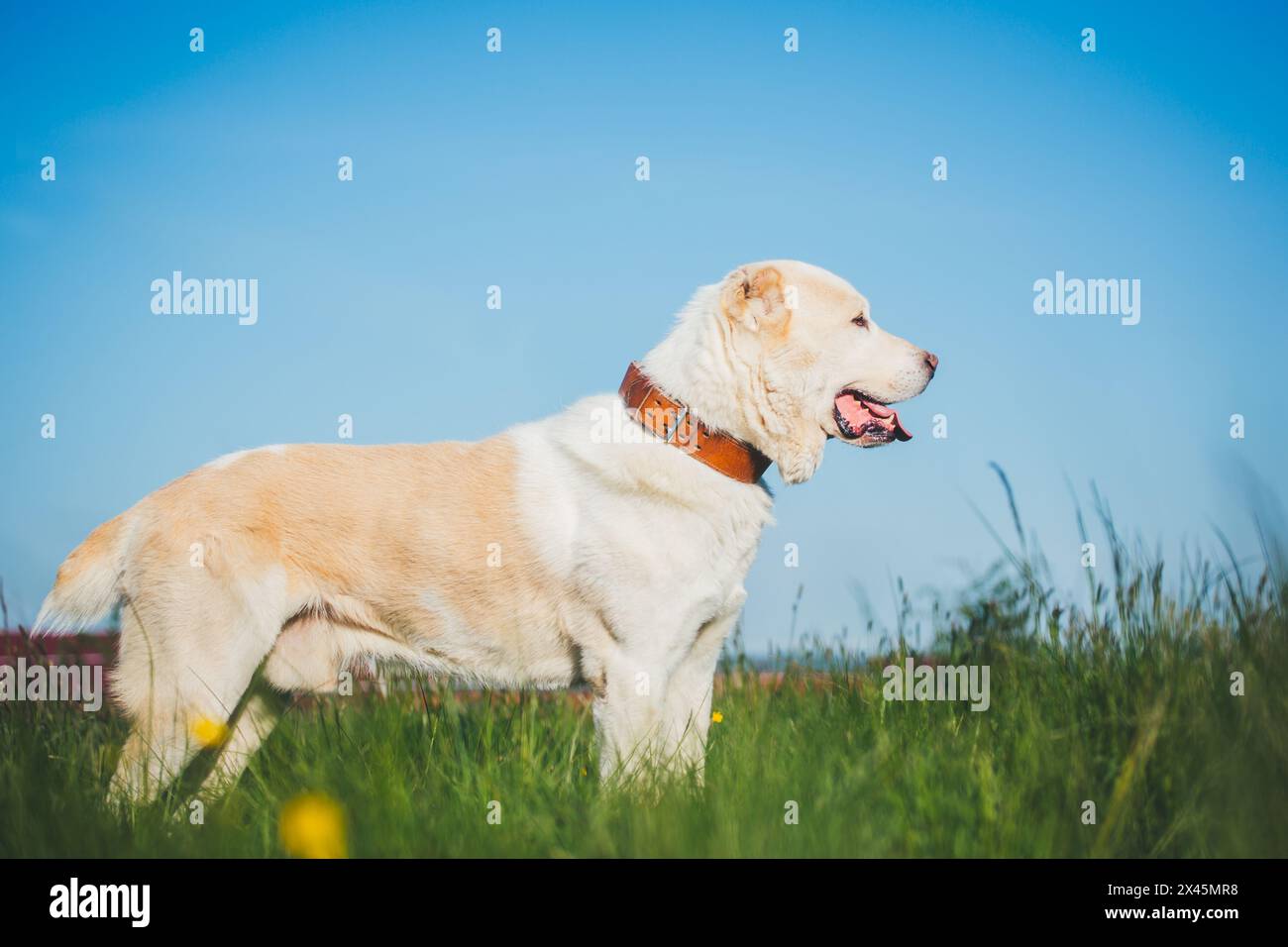 Central Asian Ovcharka (Alabai Stock Photo - Alamy