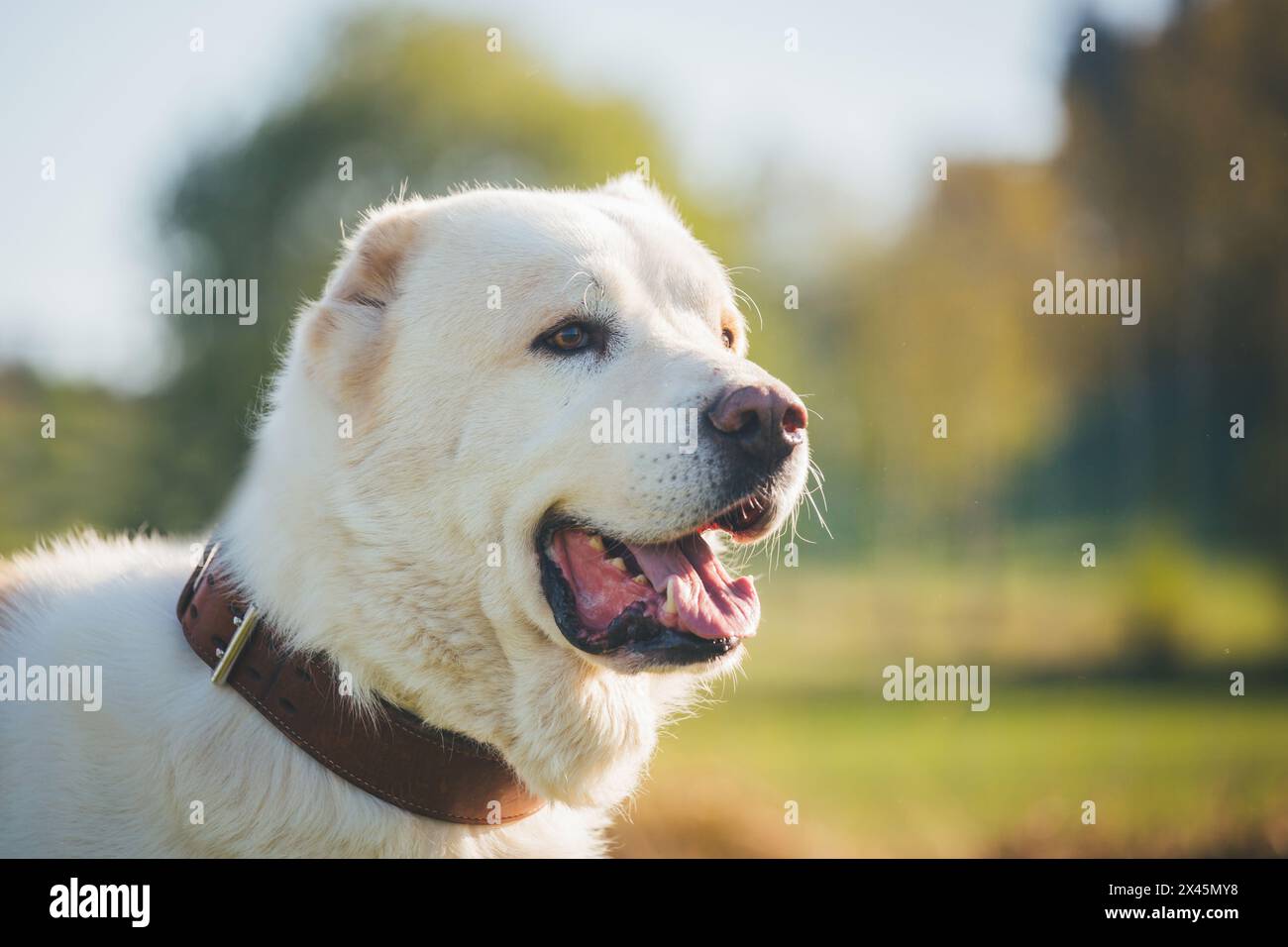 Central Asian Ovcharka (Alabai Stock Photo - Alamy