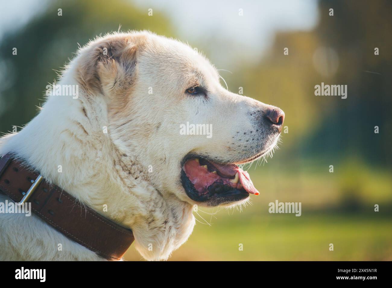 central asian ovcharka