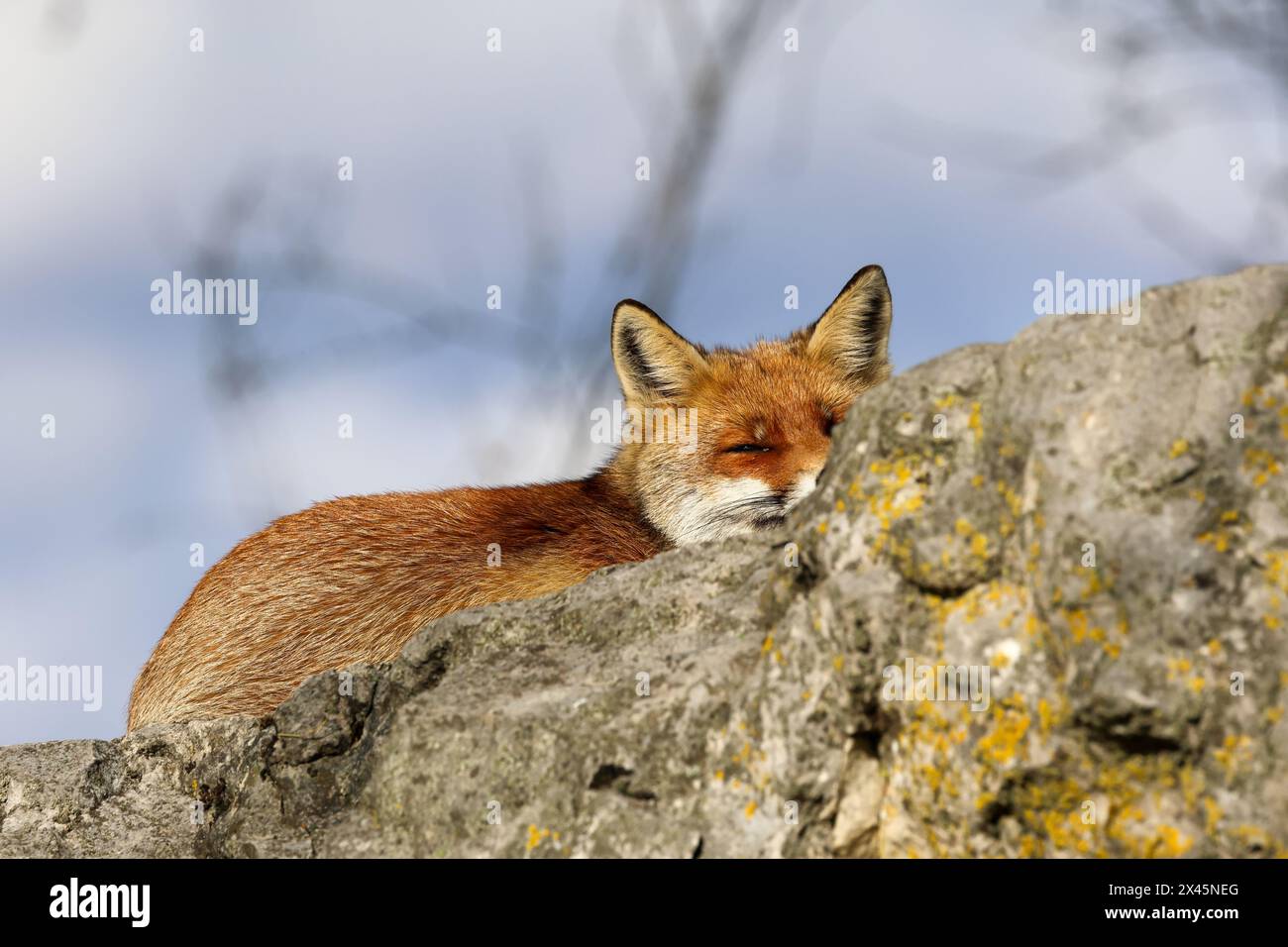 Red fox in spring Stock Photo - Alamy