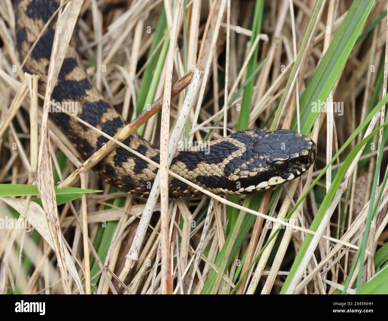 An Adder (Vipera berus) newly emerged form hibernation in the Cotswold ...