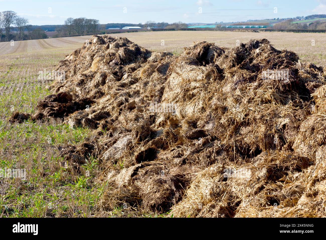 Close up of a pile of manure dumped in the middle of a field ready for ...