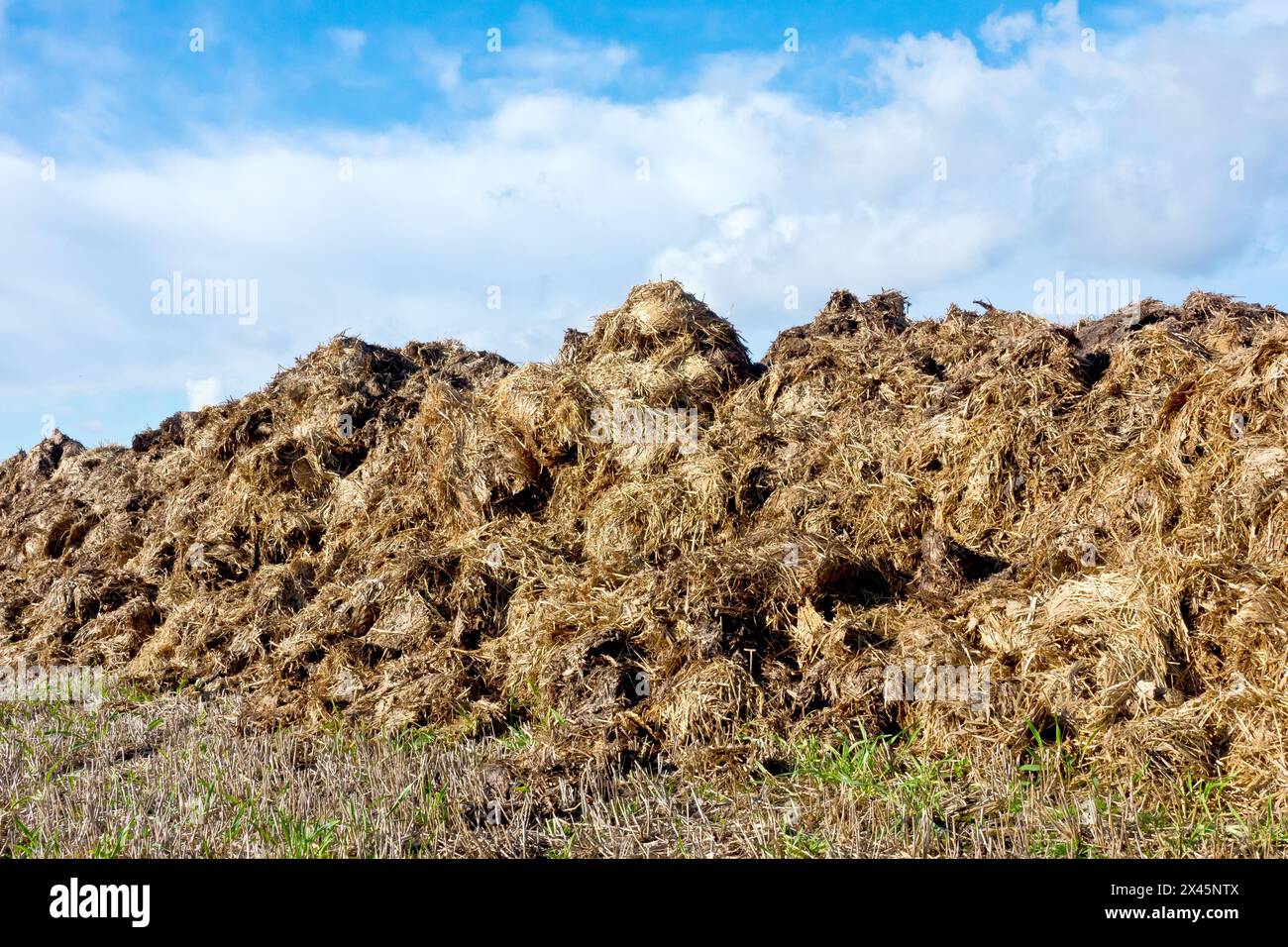 Close up of a pile of manure dumped in the middle of a field ready for ...