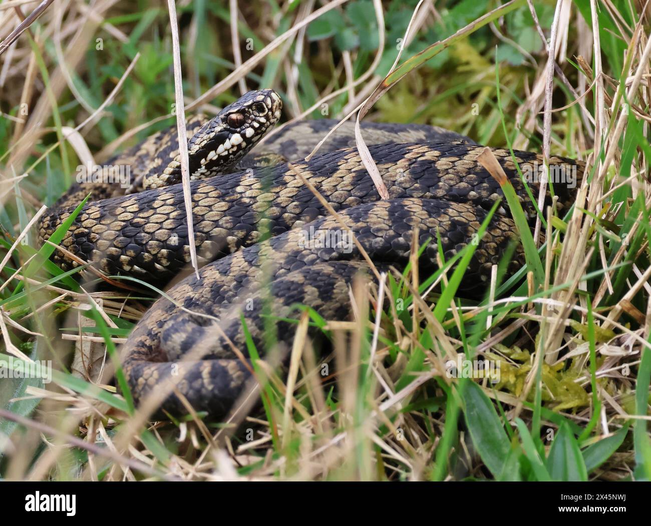 An Adder (Vipera berus) newly emerged form hibernation in the Cotswold ...