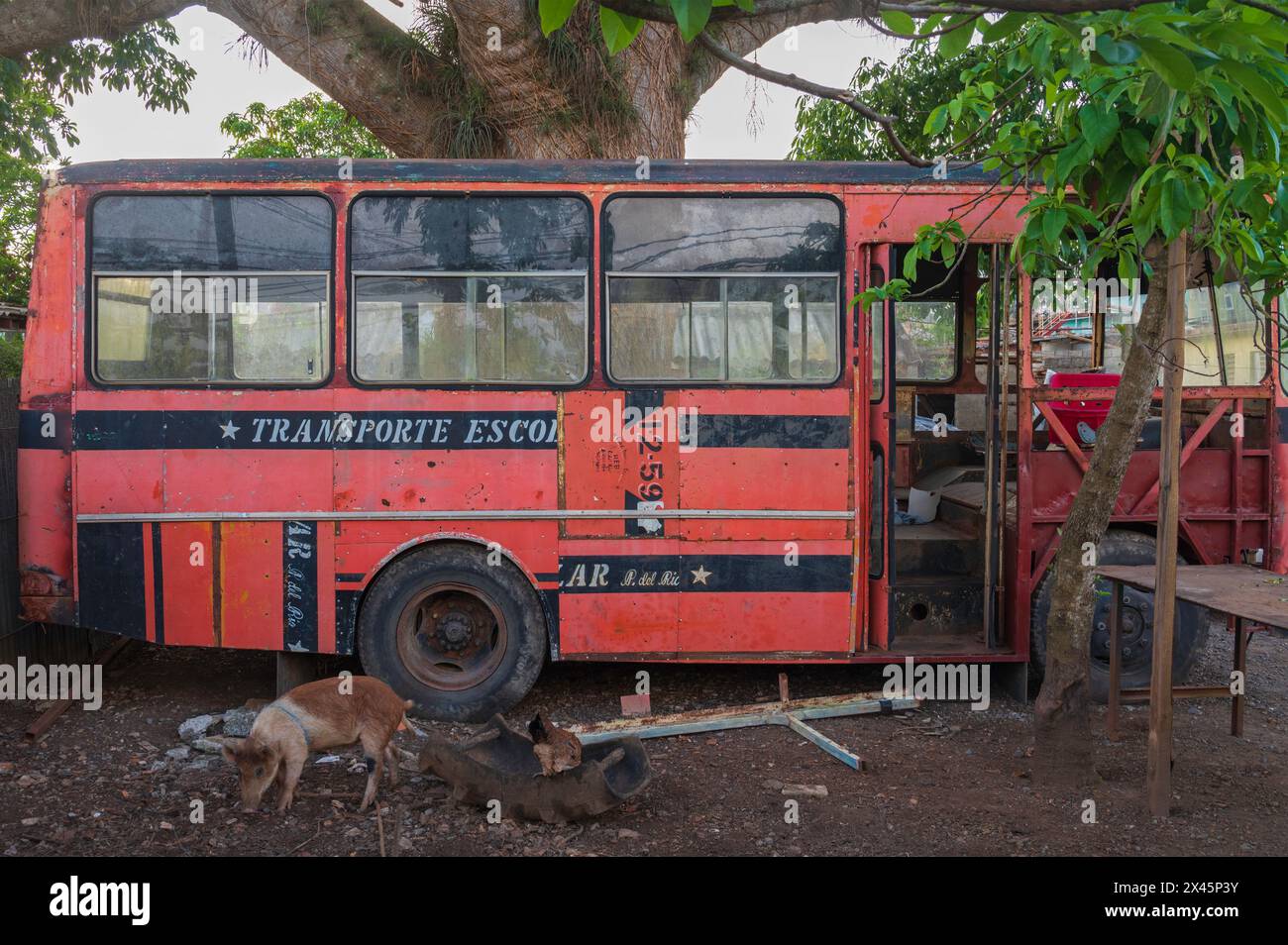 A rusty old bus in somebody’s backyard being used as a pig and hen ...