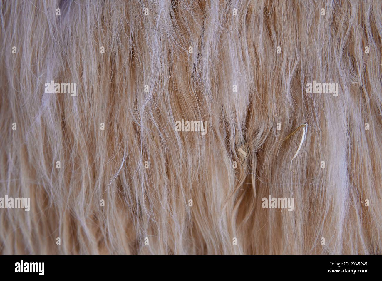 Lama leather hi-res stock photography and images - Alamy