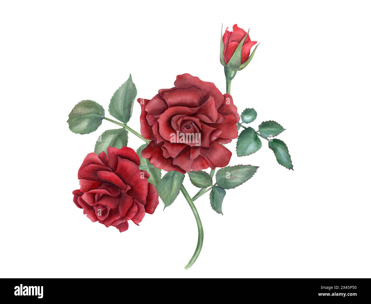Dark red rose bouquet. Flowers and green leaves on stem. Romantic ...