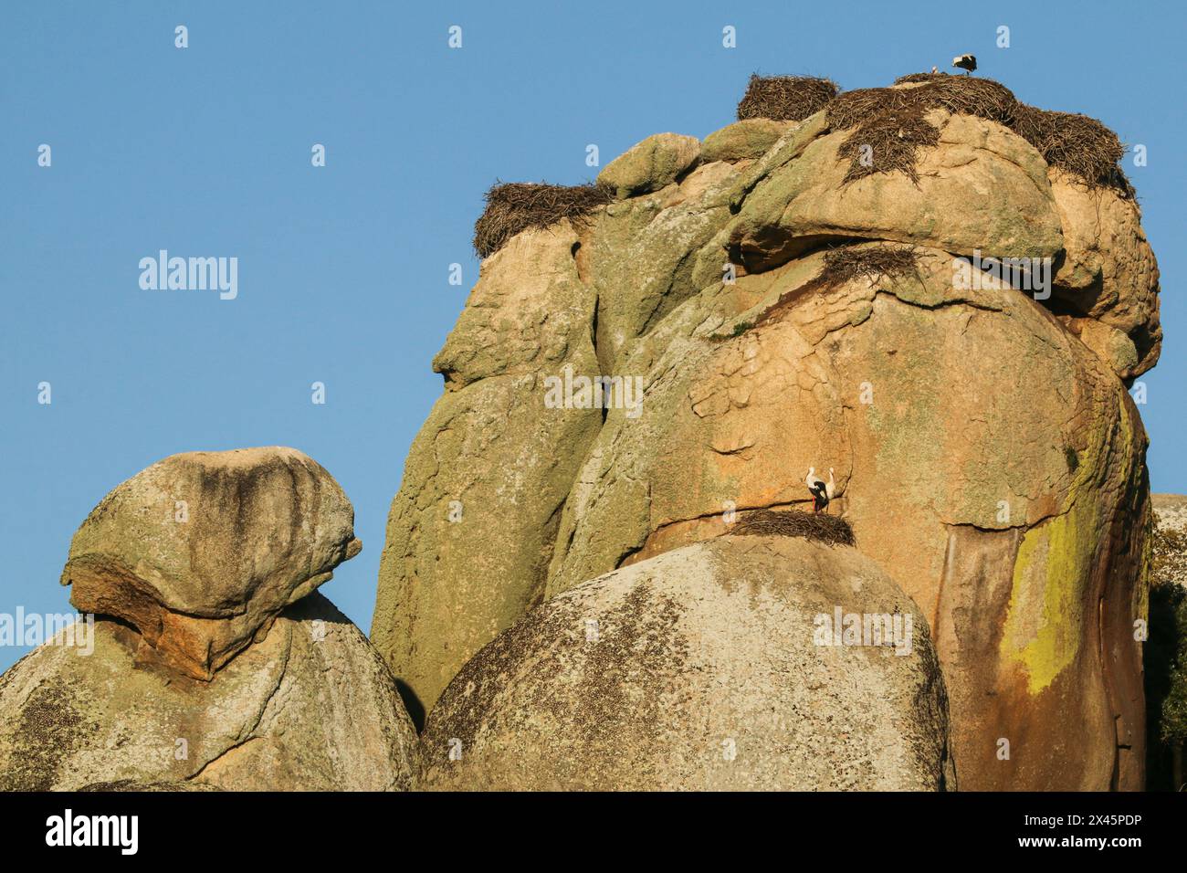 Colony of white storks nesting on huge rocks, Los Barruecos Natural ...
