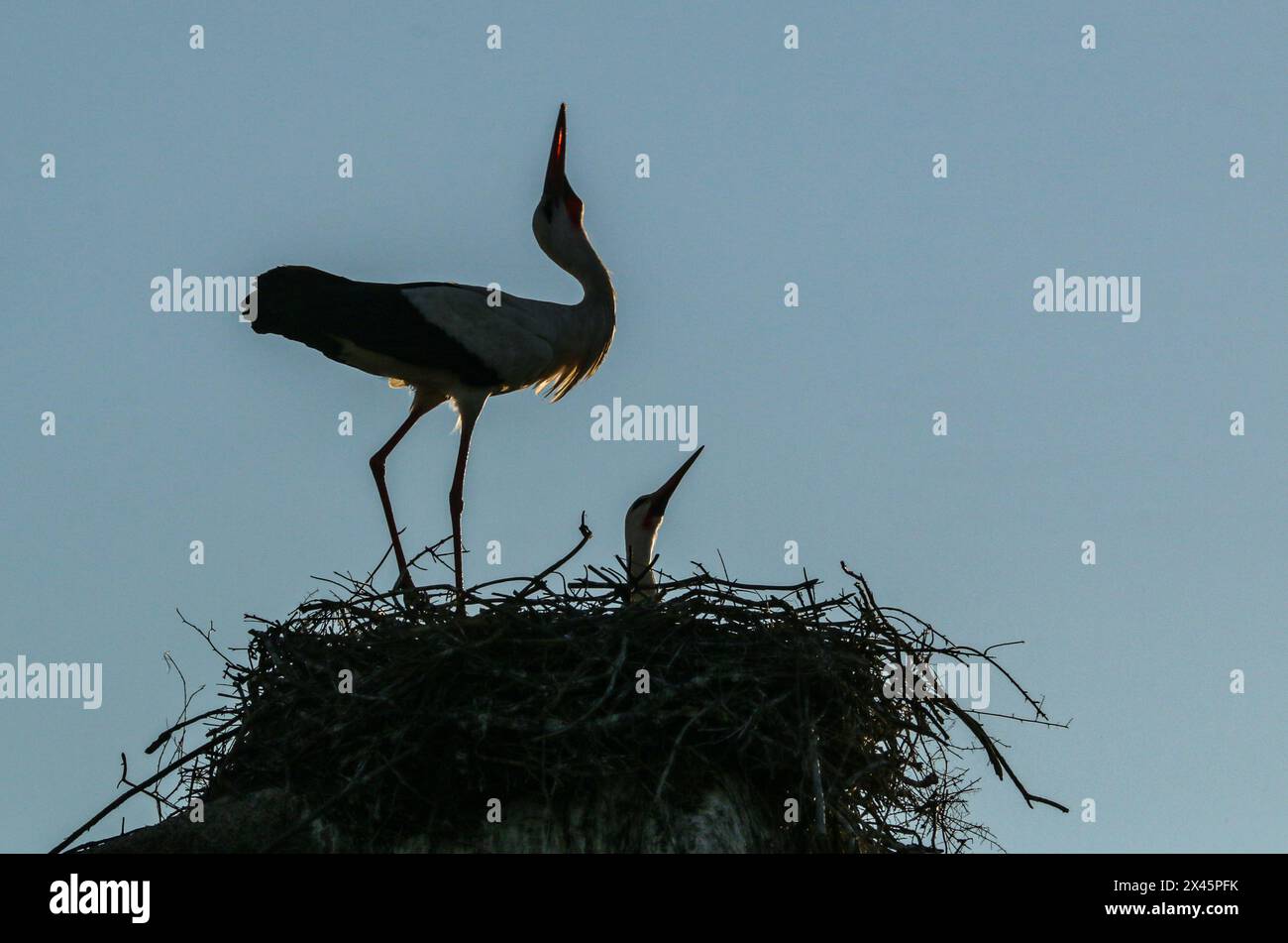 White storks on their nest, bill-clattering behavior, Los Barruecos ...