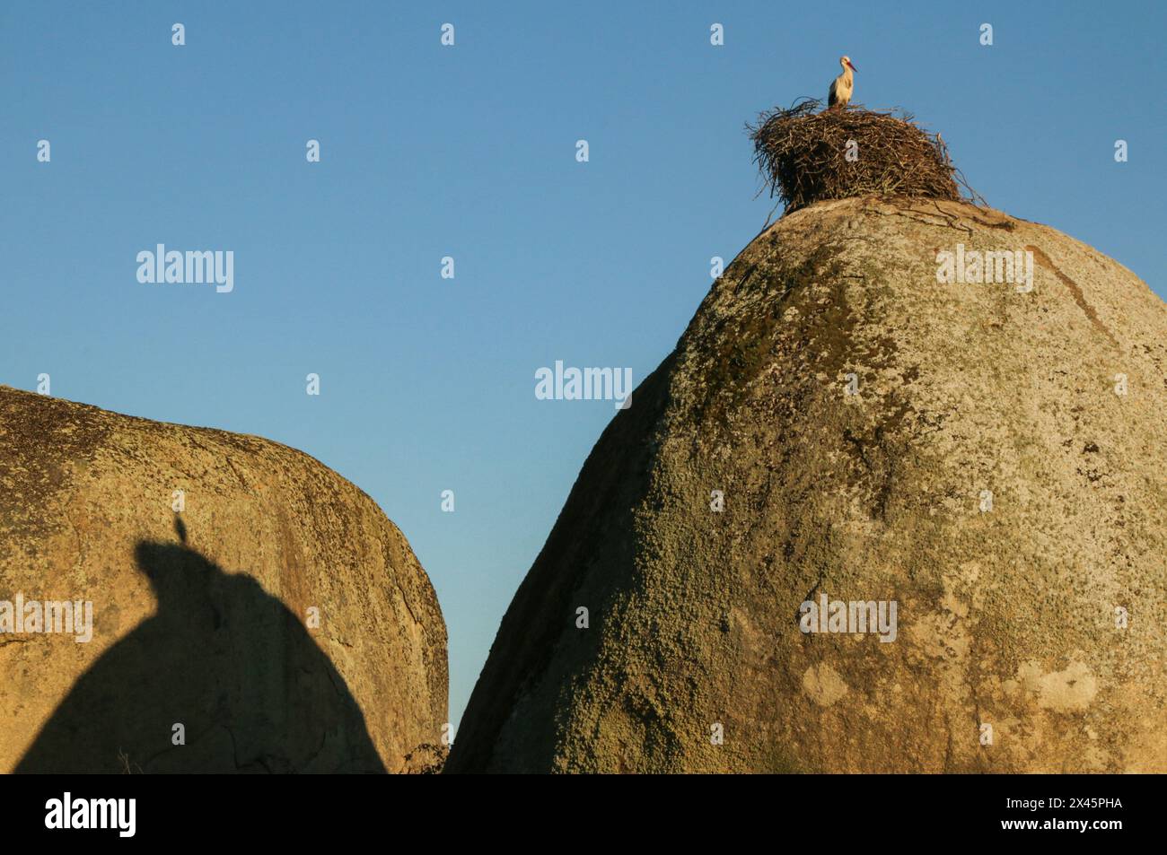 White stork nesting on the rounded rock and shadow puppet, Los ...