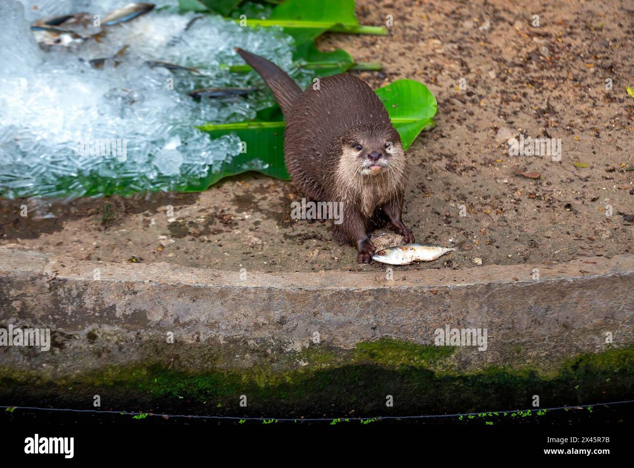 A small-clawed otters seen with a frozen fish to help it cool down from ...