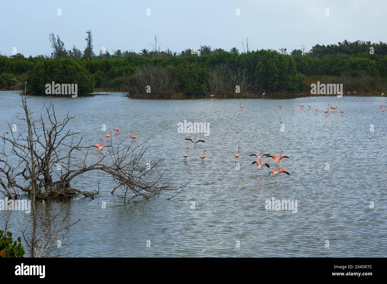 Flamingos group at Lake National Park Cuba. African birds. African ...