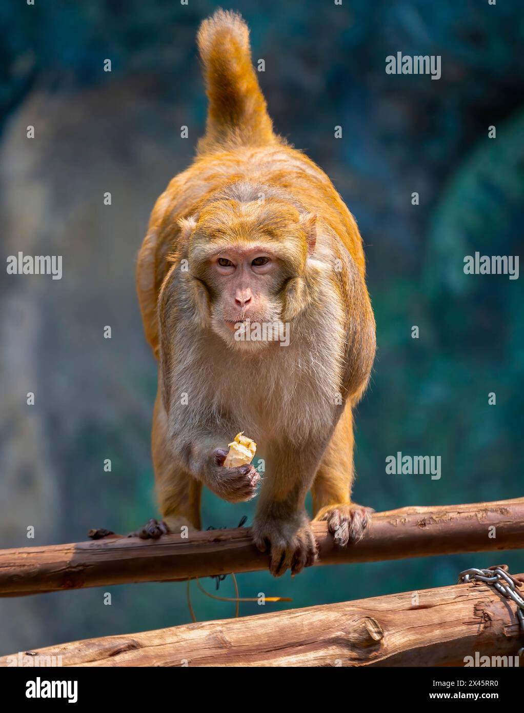 Chiang Mai, Thailand. 29th Apr, 2024. A Rhesus macaque Monkey eats ...