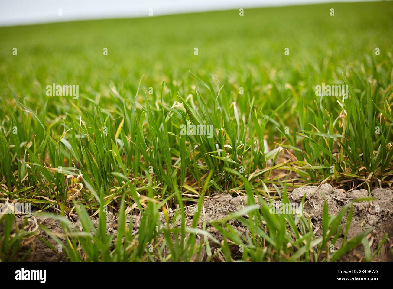 Sprouts grow under the spring sun. Agricultural scene with corn's ...