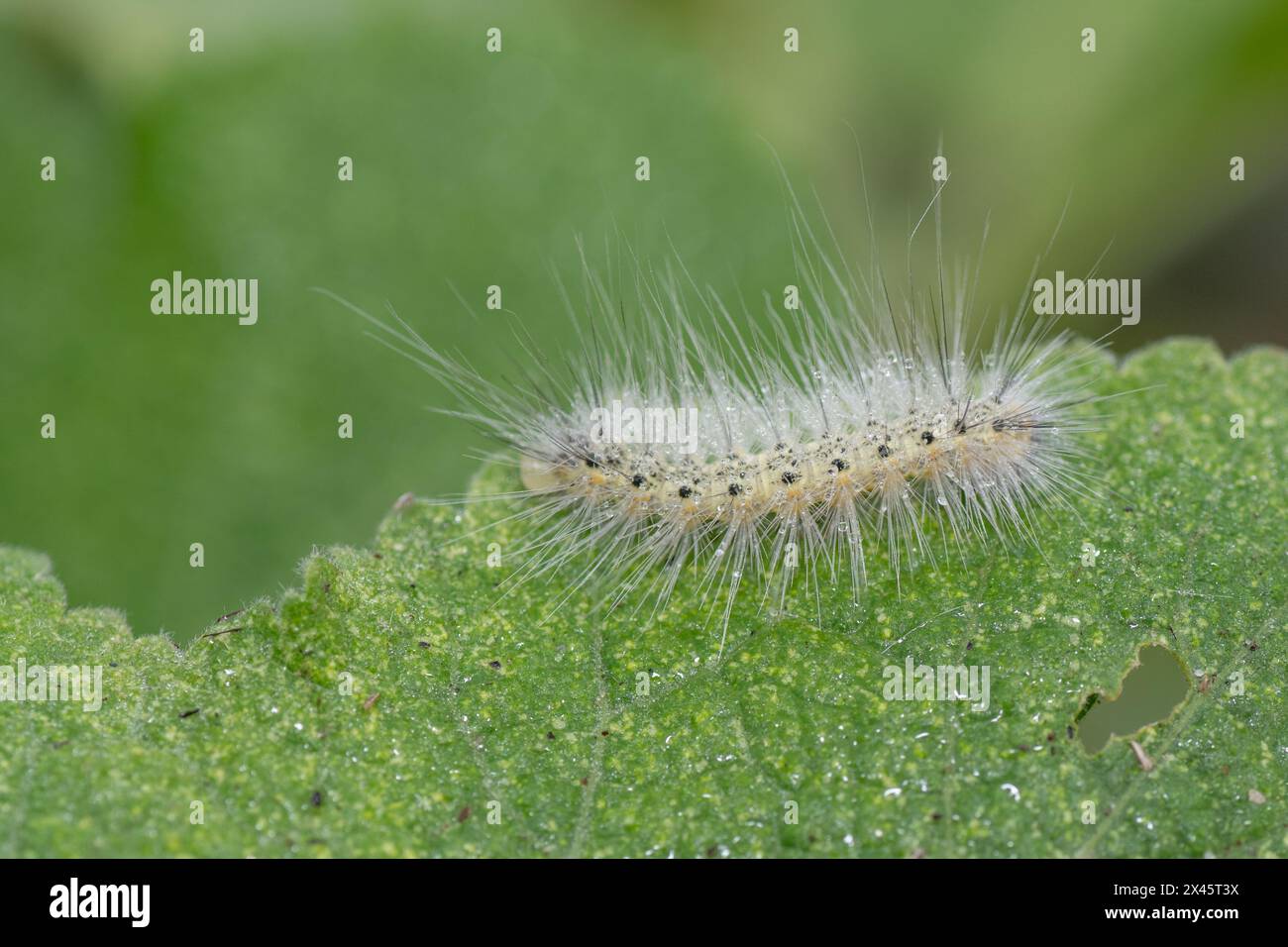 Salt marsh moth hi-res stock photography and images - Alamy