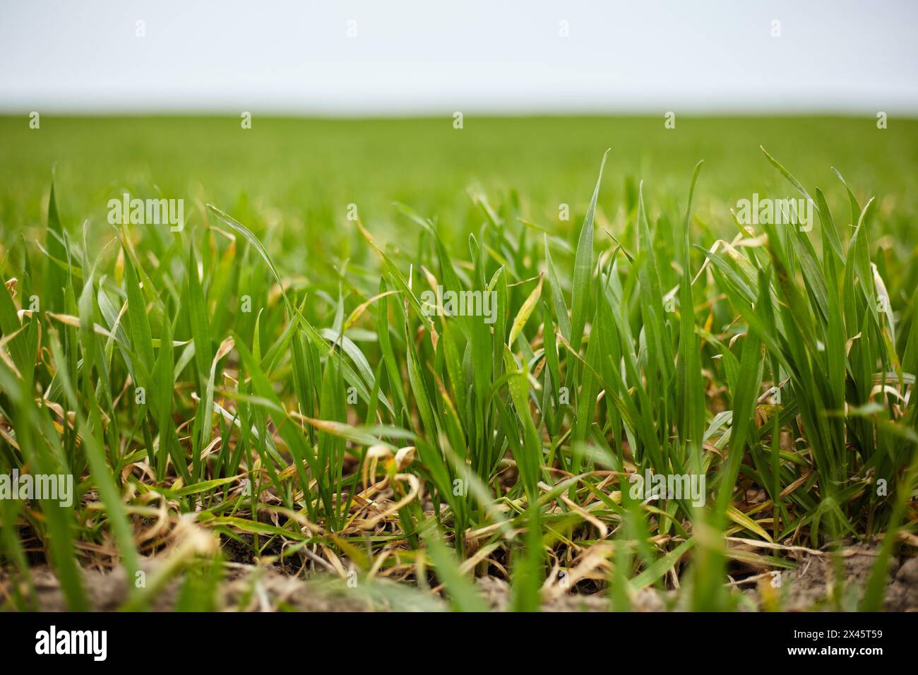 Sprouts grow under the spring sun. Agricultural scene with corn's ...