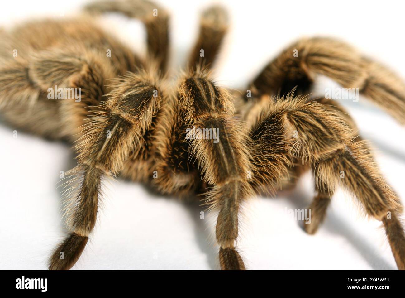 Tarantula spider close isolated Stock Photo - Alamy