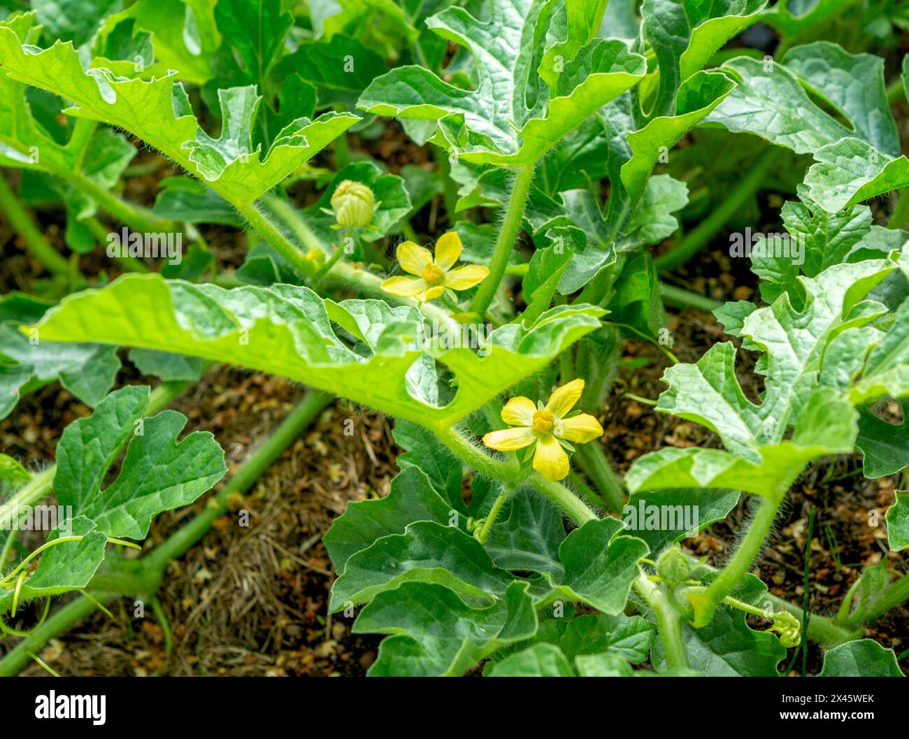 Watermelon plant flowering field hi-res stock photography and images ...