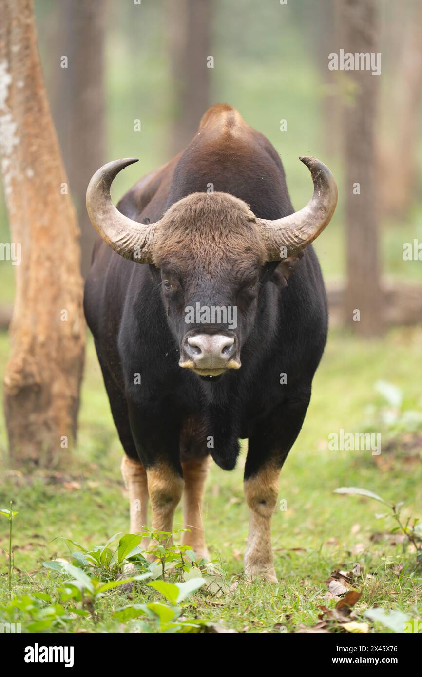 Gaur, indian bison, pictured in the beautiful jungle forest of Kabini, Karnataka India, during a ...