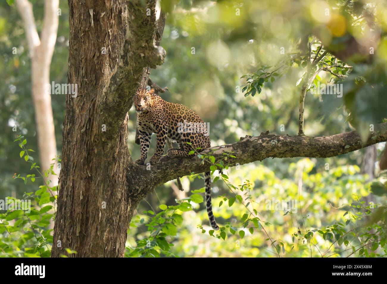 Leopard, panthera pardus, pictured in the beautiful jungle forest of ...