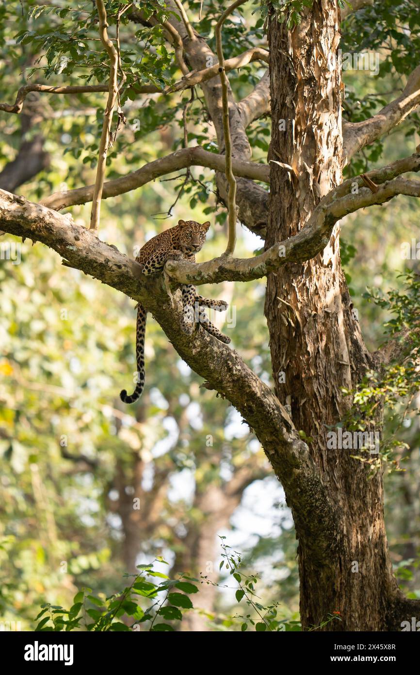 Leopard, panthera pardus, pictured in the beautiful jungle forest of ...