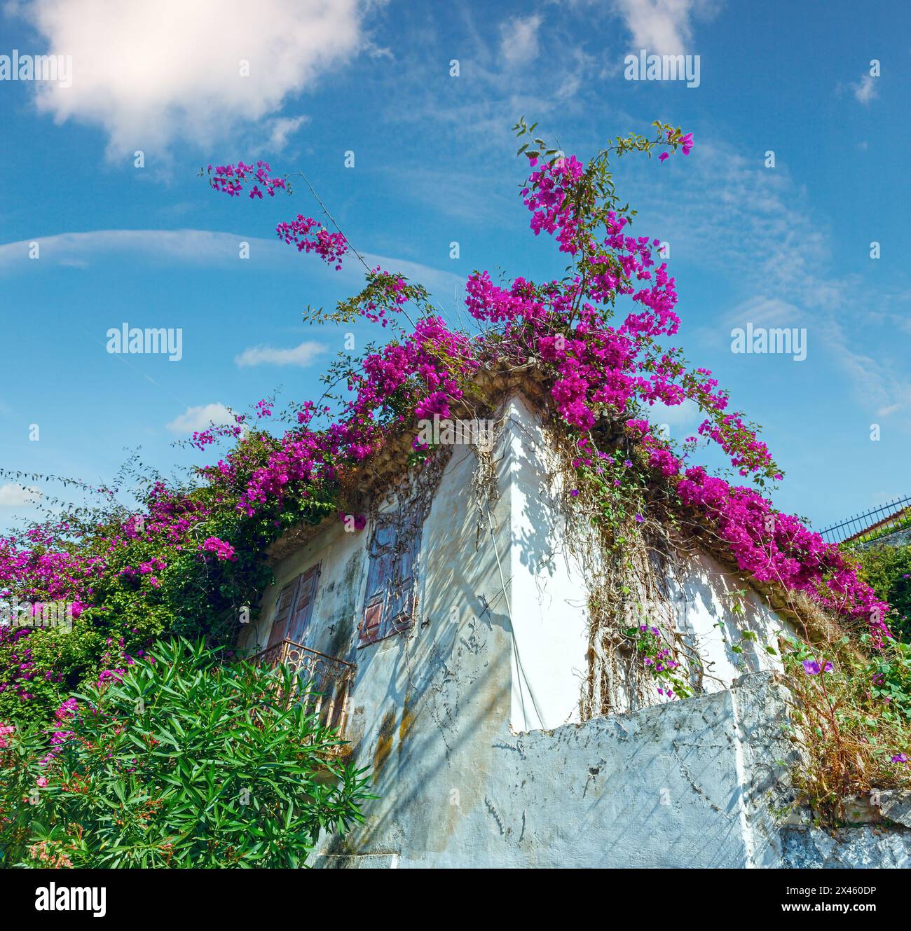 Old house with flowering tree on the roof Stock Photo - Alamy