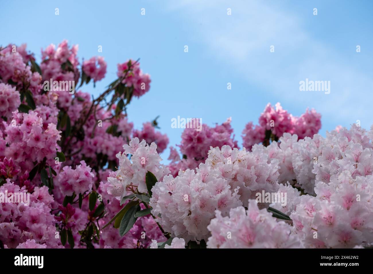 Brightly coloured rhododendron flowers, photographed in springtime at ...