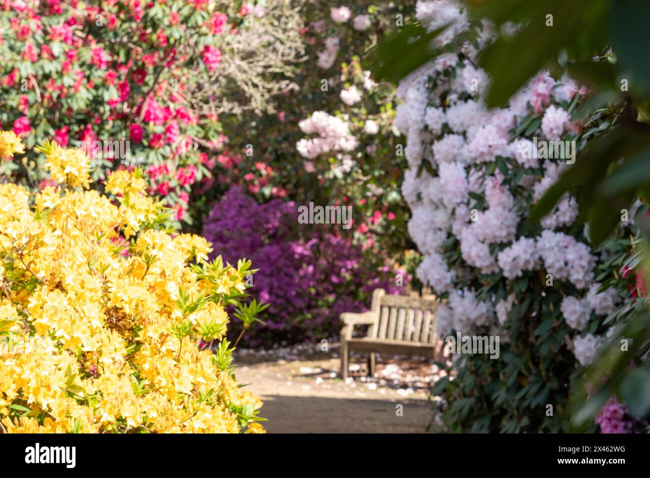 Brightly coloured rhododendron flowers, photographed in springtime at ...