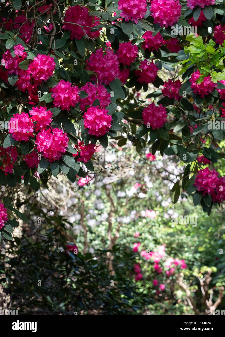 Brightly coloured rhododendron flowers, photographed in springtime at ...