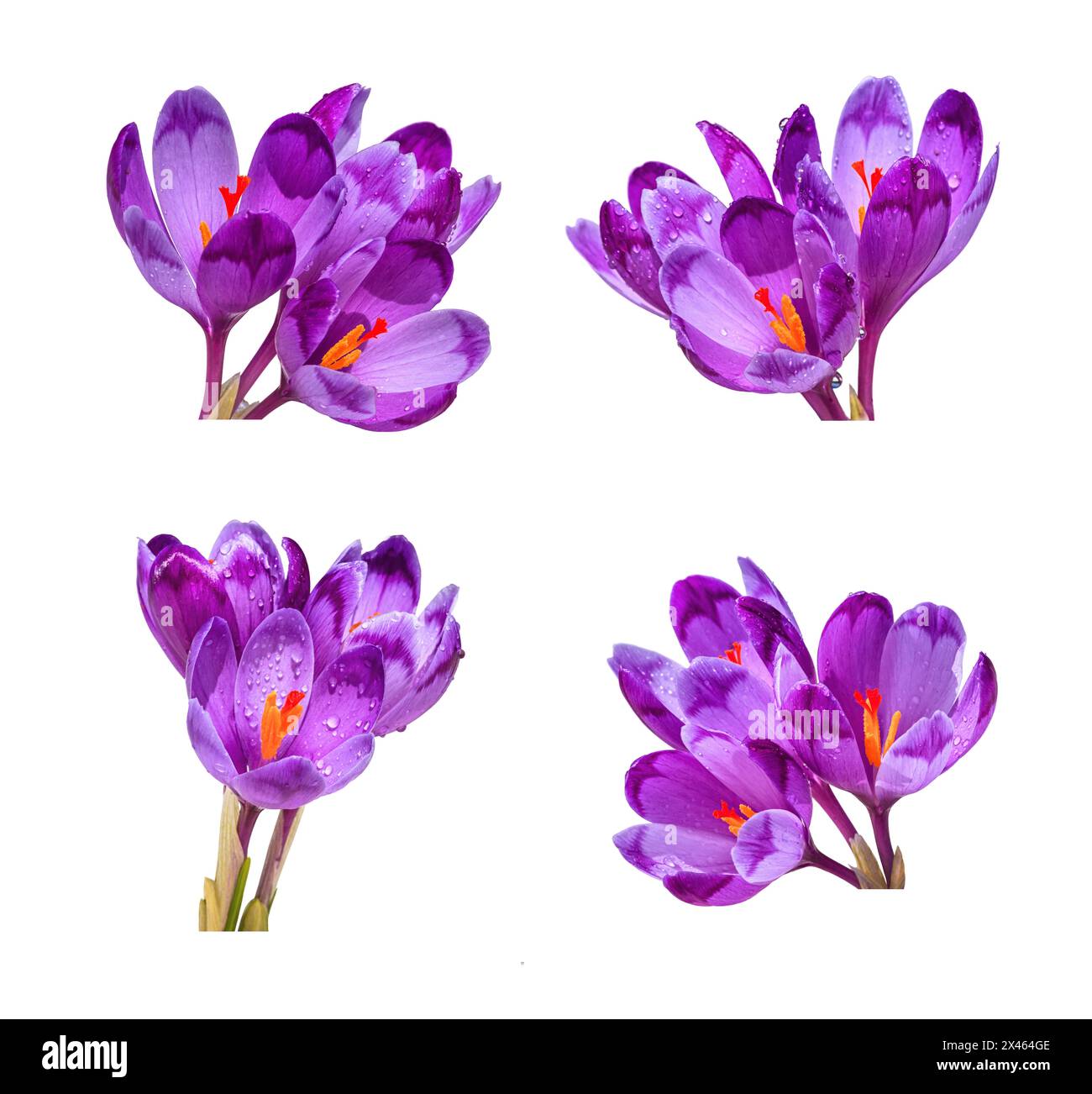 Purple flowers saffron in Cut Out Stock Images & Pictures - Alamy