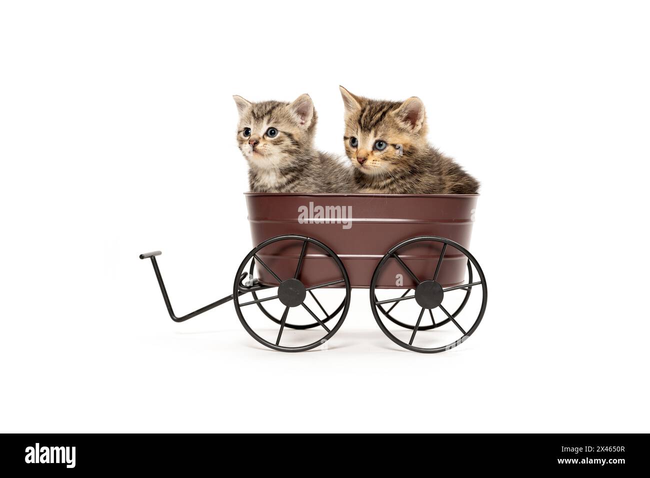 Two cute tabby kittens sitting inside of a metal decorative wagon ...