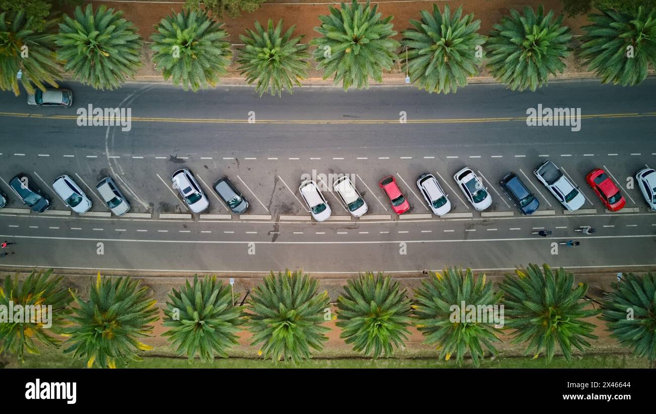 Nice boulevard flanked by palm trees in Park San Martin, in Mendoza ...