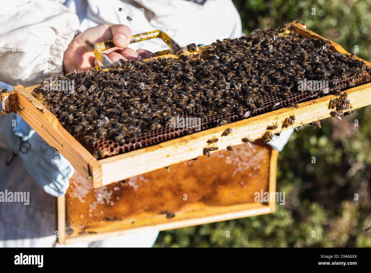 Crop anonymous beekeeper standing in apiary with honeycomb with many ...