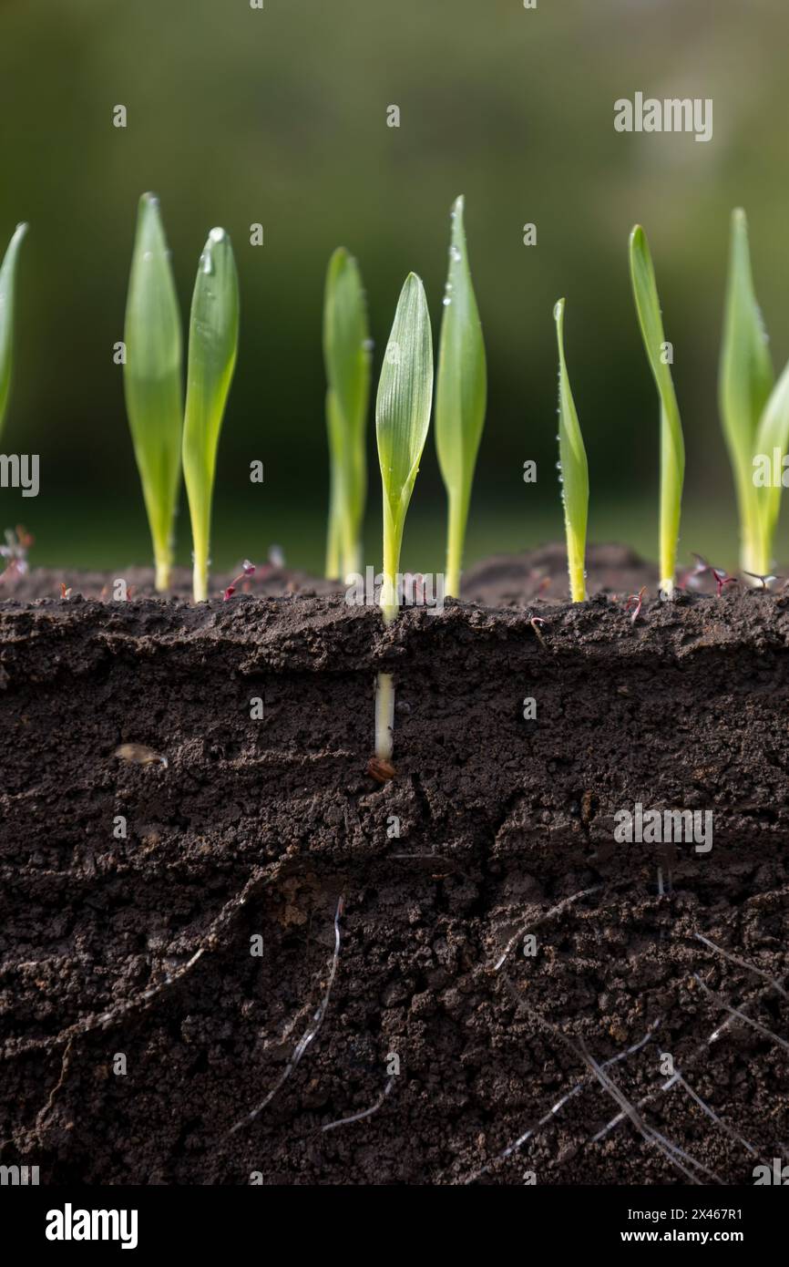 Fresh green wheat plants with roots Stock Photo - Alamy