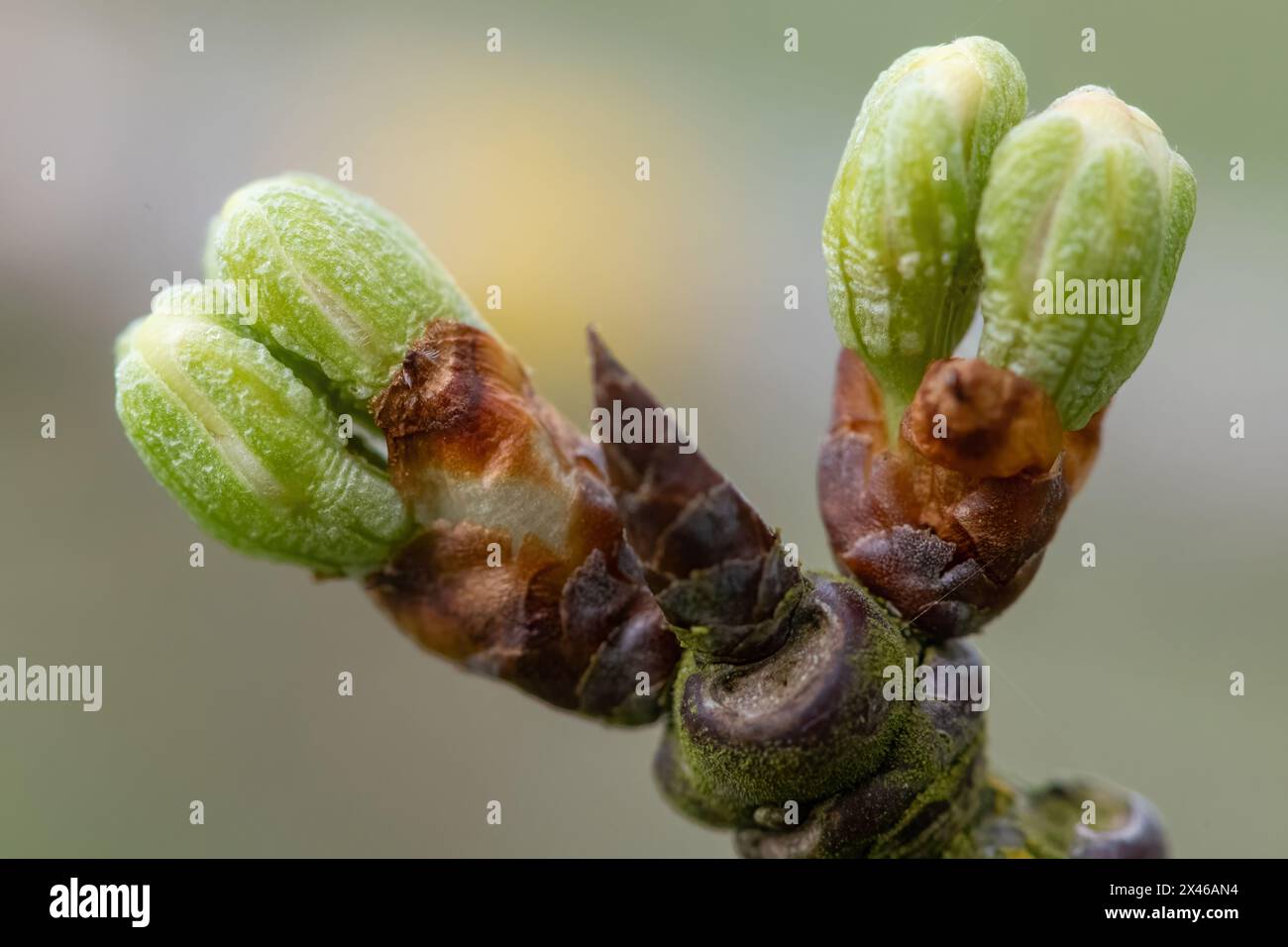Macro shot of Chickasaw plum (prunus angustifolia) buds emerging into ...