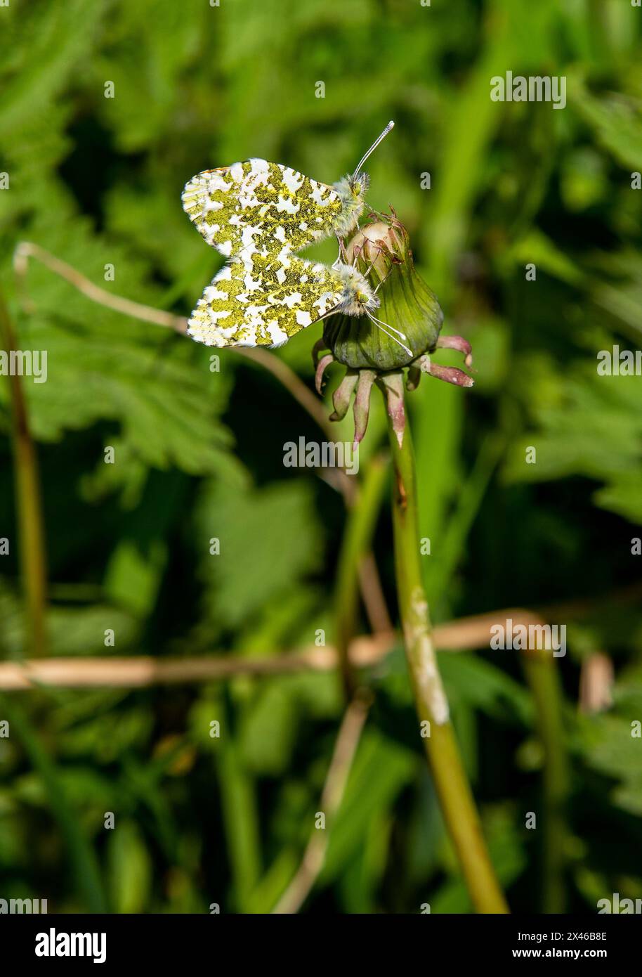 Mating pair of Orange tip butterflies Anthocharis cardamines butterfly ...