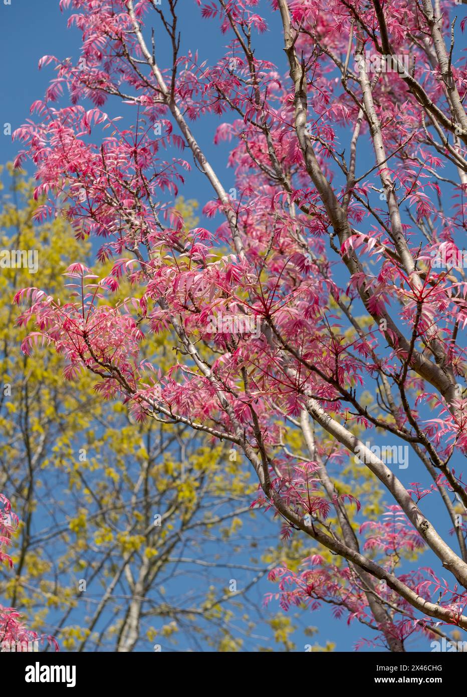 Chinese cedar tree hi-res stock photography and images - Alamy